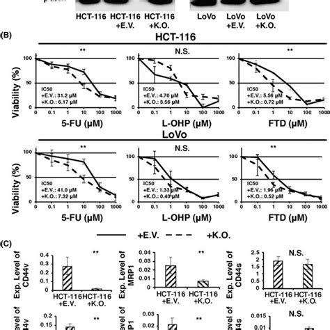 Overexpression Of Khdrbs3 In Crc Cell Lines A Western Blotting