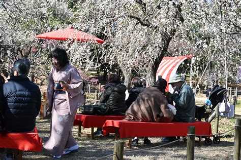 梅まつりー野点茶会 ふじわら写真館