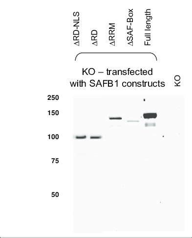 Generation Of KO MEFs Over Expressing Full Length Or Various SAFB Download Scientific Diagram