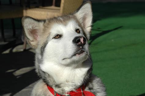 100 Free Alaskan Malamut And Malamute Images Pixabay