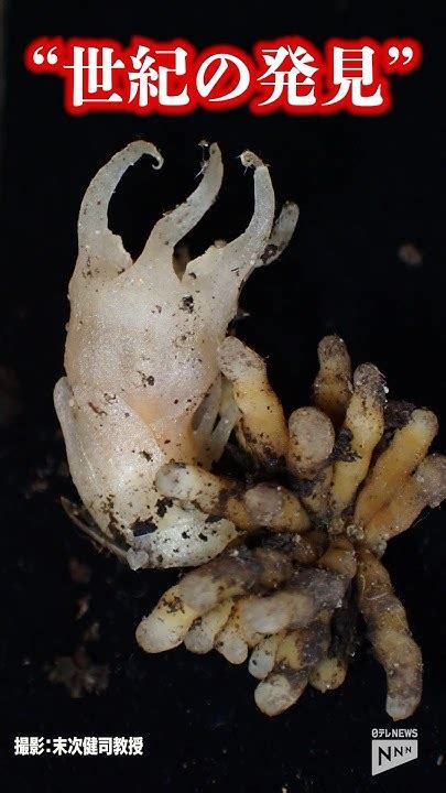 想像を超えた”】約1世紀ぶりの“新属新種”発見 最も不思議な植物・光合成しない「ムジナノショクダイ」 Shorts Youtube