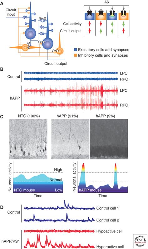 Neurotoxicity Of Amyloid β Protein Synaptic And Network Dysfunction