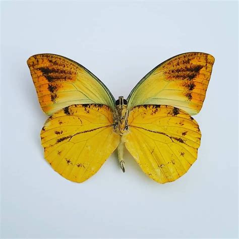 Metamorphosis Insect Art Metamorphosis Insectart Art Entomology
