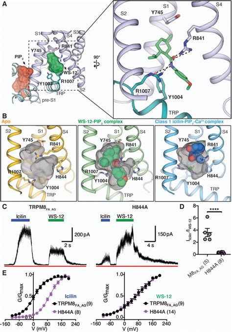 Structural Basis Of Cooling Agent And Lipid Sensing By The Cold