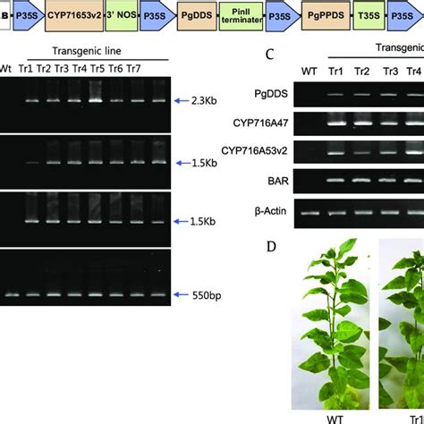 Detection And Expression Analysis Of Introduced Genes In Transgenic