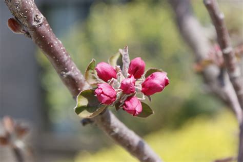 散りゆく桜を横目に我が家ではリンゴが咲き進む4 By Gm Takapy （id：12349815） 写真共有サイトphotohito