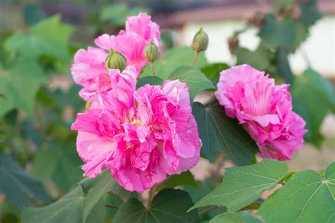 Tipos Diferentes De Flores De Hibisco Home Stratosphere ISNCA