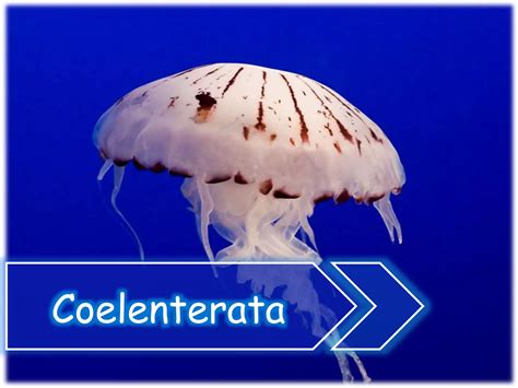 Coelenterata Kelas 10 Biology Pptx
