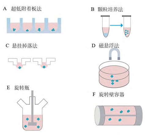 3d细胞培养模型研究进展 顶旭微控