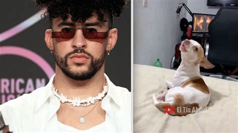 Perrito Llora Al Escuchar Canción De Bad Bunny Video El Mañana De