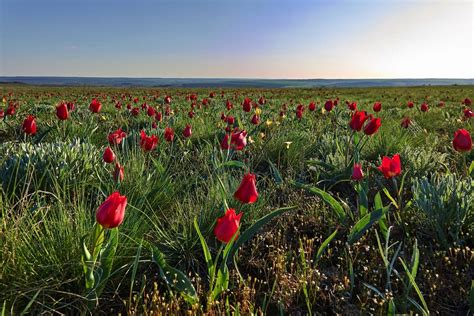 Поле диких тюльпанов (61 фото)