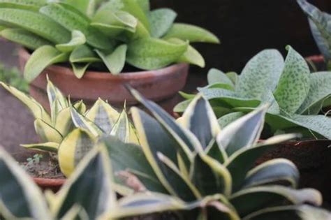Alkaline Aloe Barbadensis Mill Indoor Plants At ₹ 200piece In Kanaipur