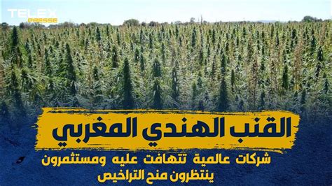 شركات عالمية تتهافت على القنب الهندي المغربي ومستثمرون ينتظرون منح