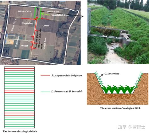 华北平原农田径流氮磷损失及生态排水沟的截留效应现代农业园区的田间试验 知乎