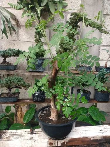 Arbolito Para Bonsái Chupandillo Coco De Cerro Meses Sin Interés