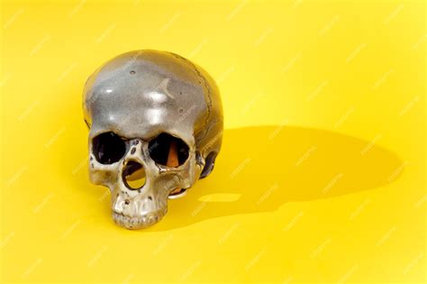 Premium Photo Skull Forensic Science Anatomy And Art Education