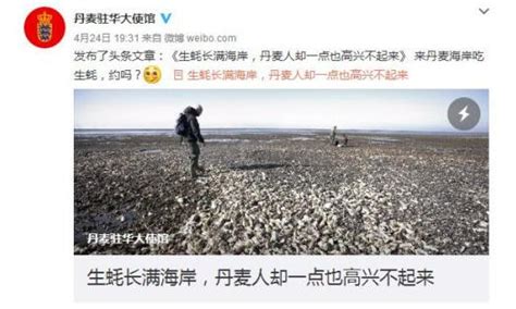 丹麥生蚝泛濫，中國網友表示這對於我們來說都不是問題 每日頭條