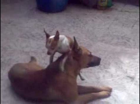 Perro Follando A Otro Perro Por La Cabezamp4 Youtube