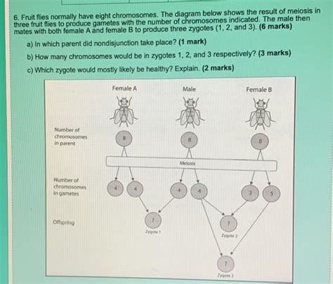 Solved 6 Fruit Flies Normally Have Eight Chromosomes The