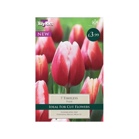 Tulip Timeless Merryhatton Garden Centre