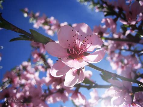 April Flowers 18 By Love1008 On Deviantart