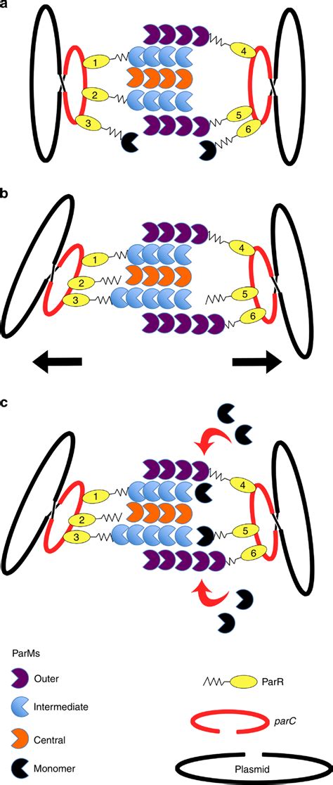 Hypothetical Model For Pcbh Plasmid Segregation A A Copy Of The Download Scientific Diagram