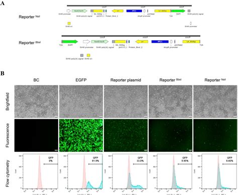 Figure 1 From Validation Study To Determine The Accuracy Of Widespread