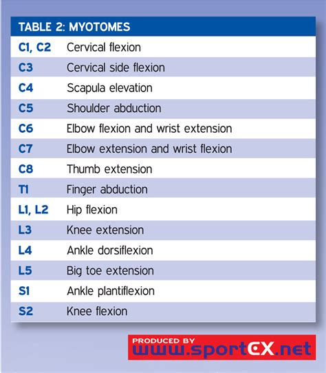 Myotomes Chart