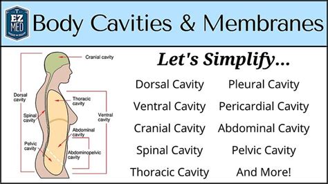The Body Cavities And Membranes Are Shown In This Graphic Above