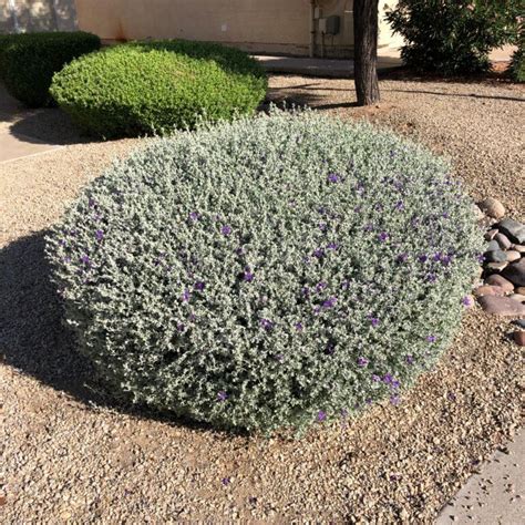 Silver Cloud Sage Gothic Landscape Inc