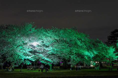 夜陰を彩る小金井公園の夜桜ライトアップの写真素材 Fyi07985327 ストックフォトの Qlean Market（キュリンマーケット）