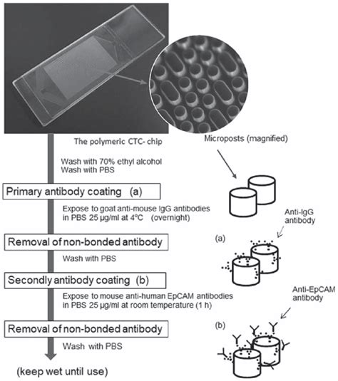Process Outline Of Antibody Coating On The Polymeric Ctc Chip The Download Scientific Diagram