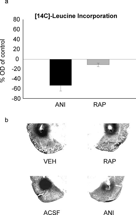 Translational Control Via The Mammalian Target Of Rapamycin Pathway Is