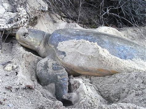 Til That The Sex Of The Flatback Turtle Hatchling Is Determined By The