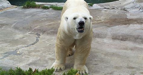 Here Bear Bear Bear Imgur