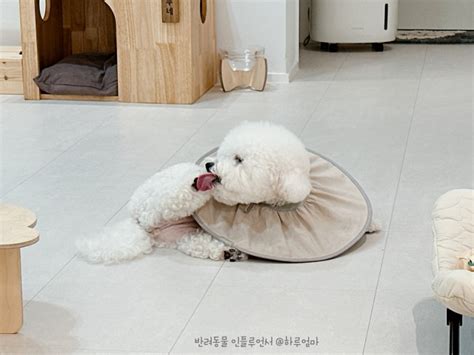 강아지 아토피 피부염 가려움증 피부각질 펫케어 Tip 네이버 블로그