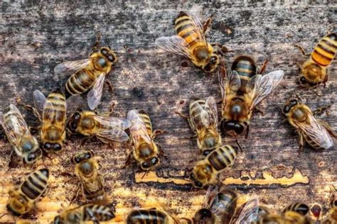 28 Types Of Bees And Wasps Explained With Bee Hive Hierarchy