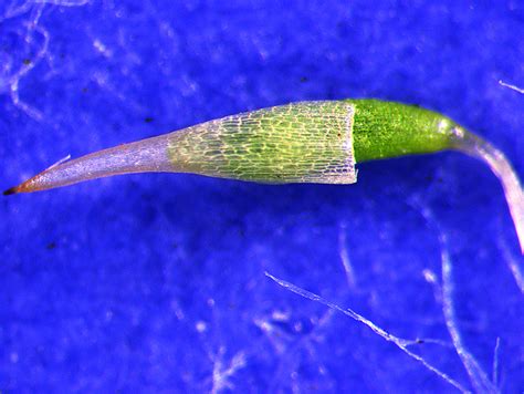 Leptobryum Pyriforme The University Of Auckland