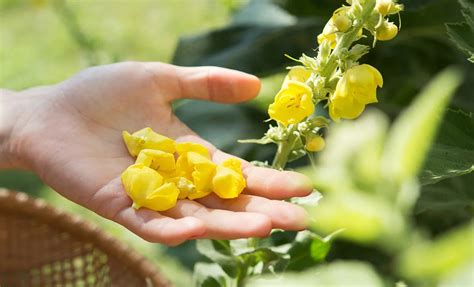 38 Facts About Mullein