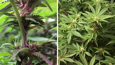 All You Need To Know About Flowering Cannabis Plants Herbies Seeds