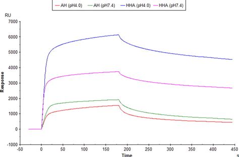 Kinetic Analysis Of The Mab 2g12 Interaction With The Iii B Gp120