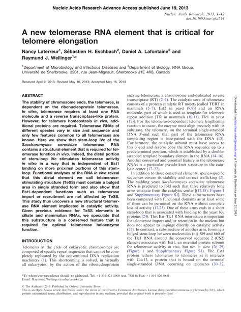 Pdf A New Telomerase Rna Element That Is Critical For Telomere Elongation