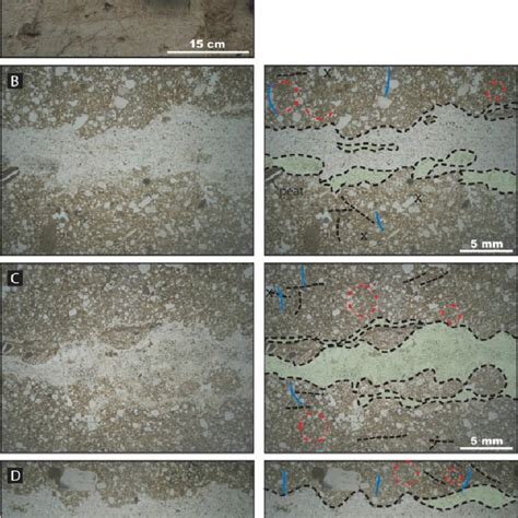 Examples Of Vertical Micrographs Showing A Cross Section Through A Sand