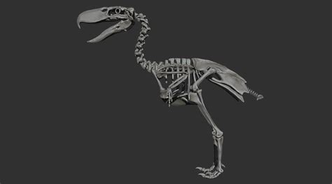 🐦 Kelenken Guillermoi Terror Bird Skeleton 3d Print Model・ 3d File