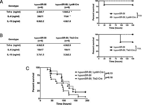Deletion Of Sr Bi In Myeloid Lysm Cre Or Endothelial Tie2 Cre Cells