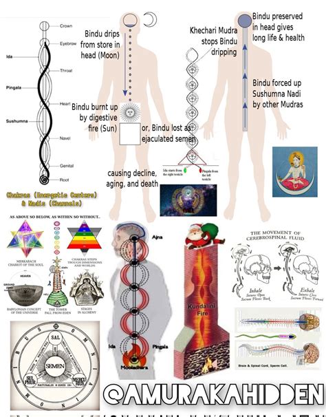 Semen Retention And The Creation Of The Diamond Body🧵 In Muhammad Alis