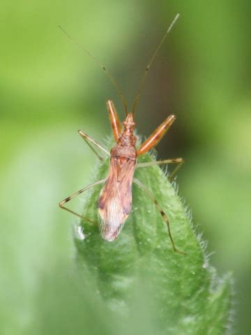 道草食ってみよっ アカマキバサシガメ
