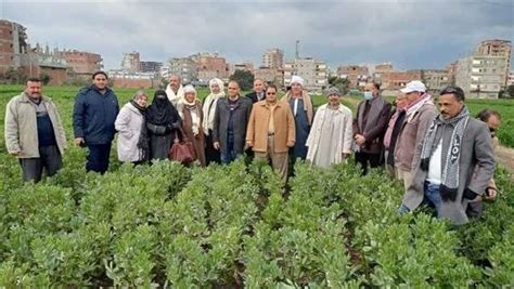زراعة الشرقية تُنفذ مدرسة حقلية إرشادية عن زراعة الفول البلدي لمزارعي