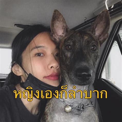 Kodchakon 🪴purple Jordan กระถางไซส์ 8 นิ้ว ชำจากกิ่งตอน ความสูงประมาณ 85 ซม 📮ราคา 650 📦