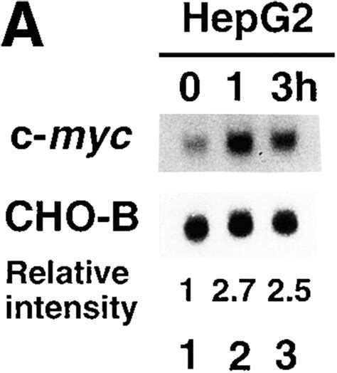 Signals Through Gp130 Activate The C Myc Promoterdriven Transcription